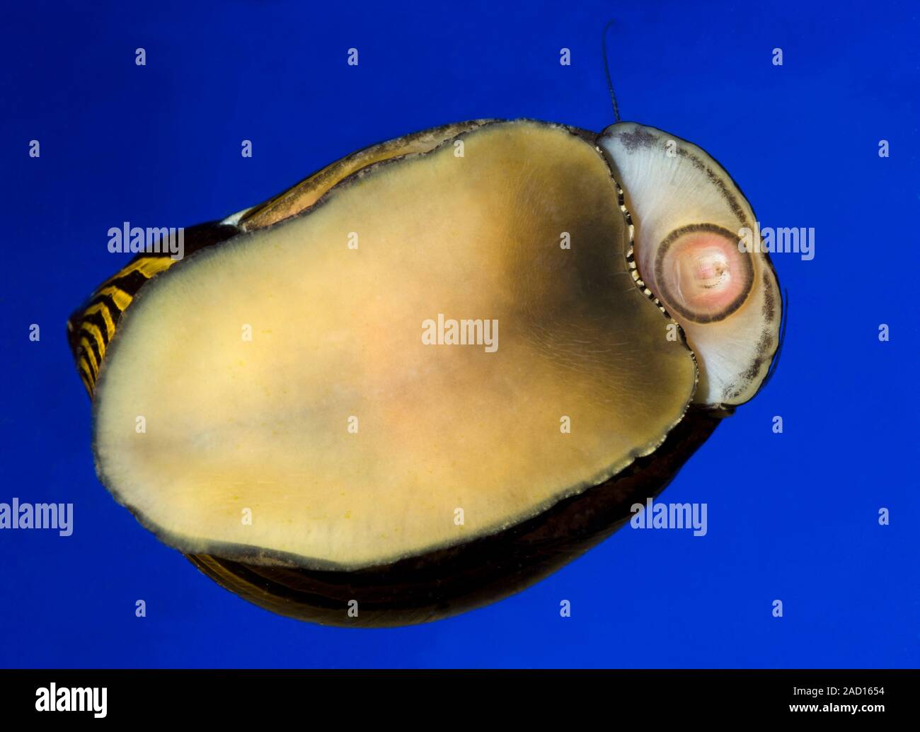 Close-up of the underside of a Zebra nerite snail (Neritina natalensis ...