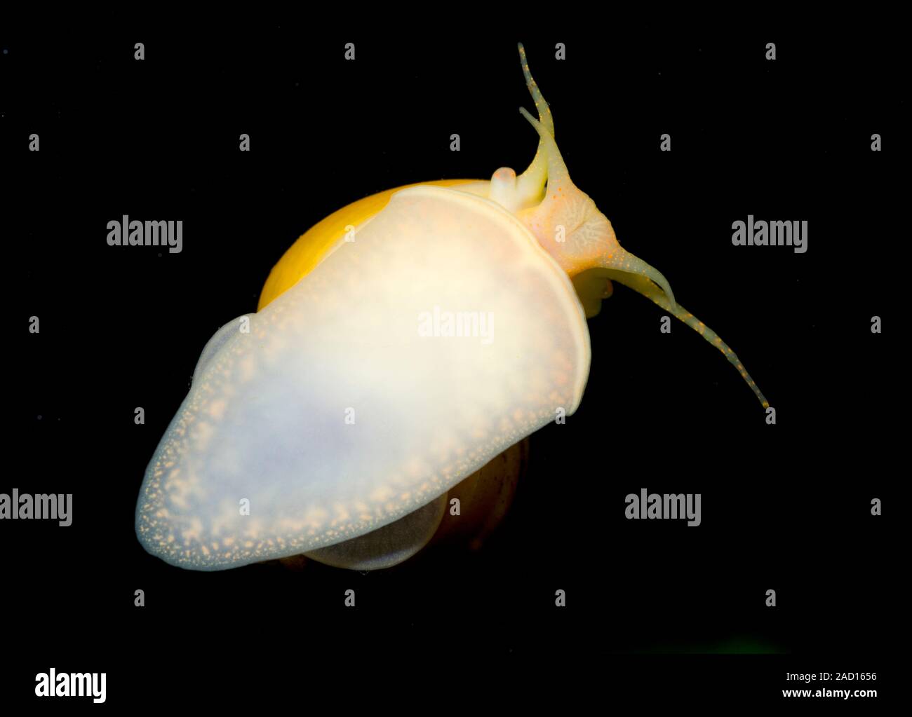 Close-up of the underside of a Golden apple snail (Pomacea diffusa) in ...