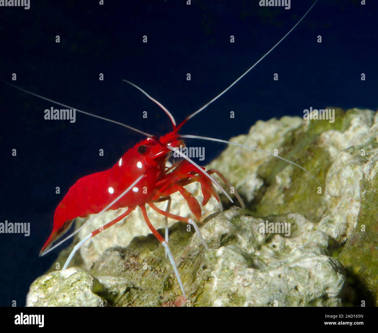 Close-up of a Fire shrimp or Scarlet cleaner shrimp (Lysmata debelius ...