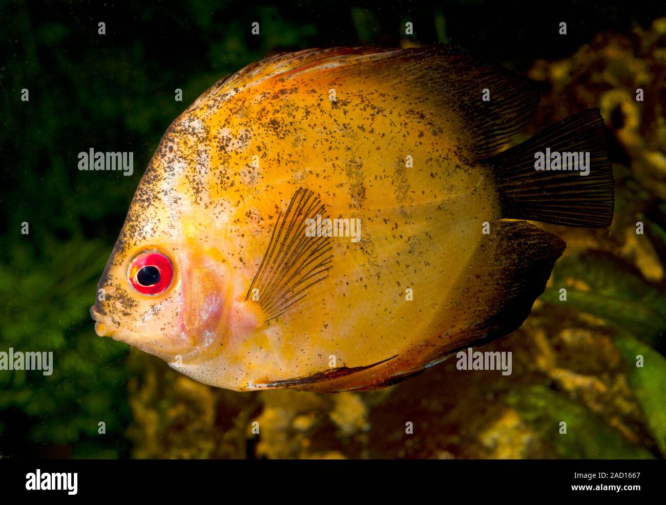 A Red melon discus (Symphysodon aequifasciata) swimming in an aquarium ...