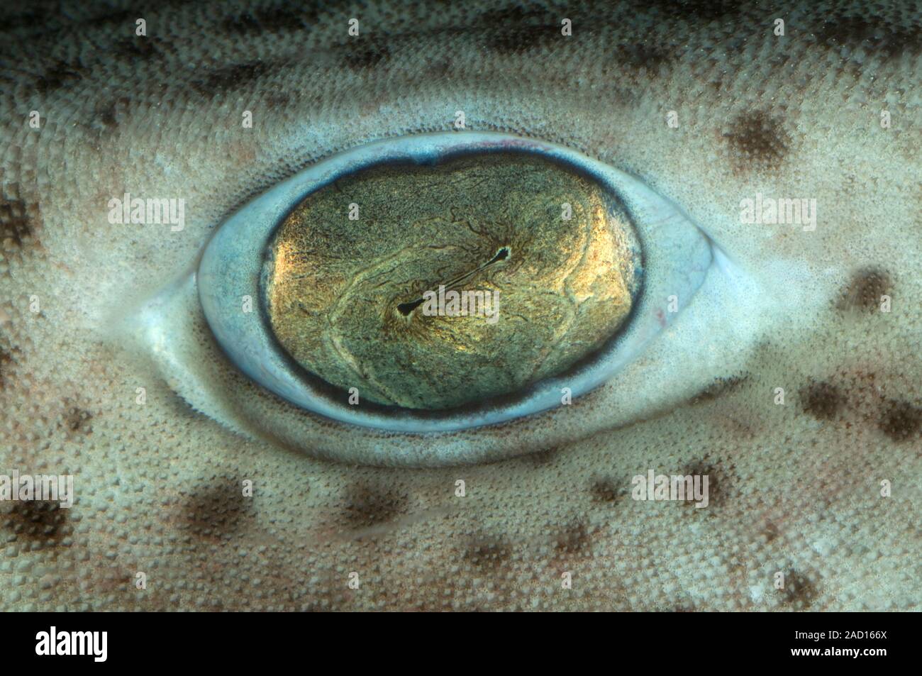 Close up abstract of the eye of a nursehound dogfish also known as bull ...