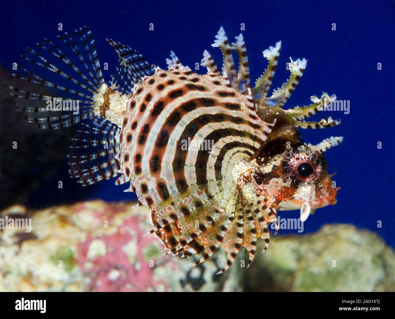 A Fuzzy dwarf lionfish or Shortfin lionfish (Dendrochirus brachypterus ...