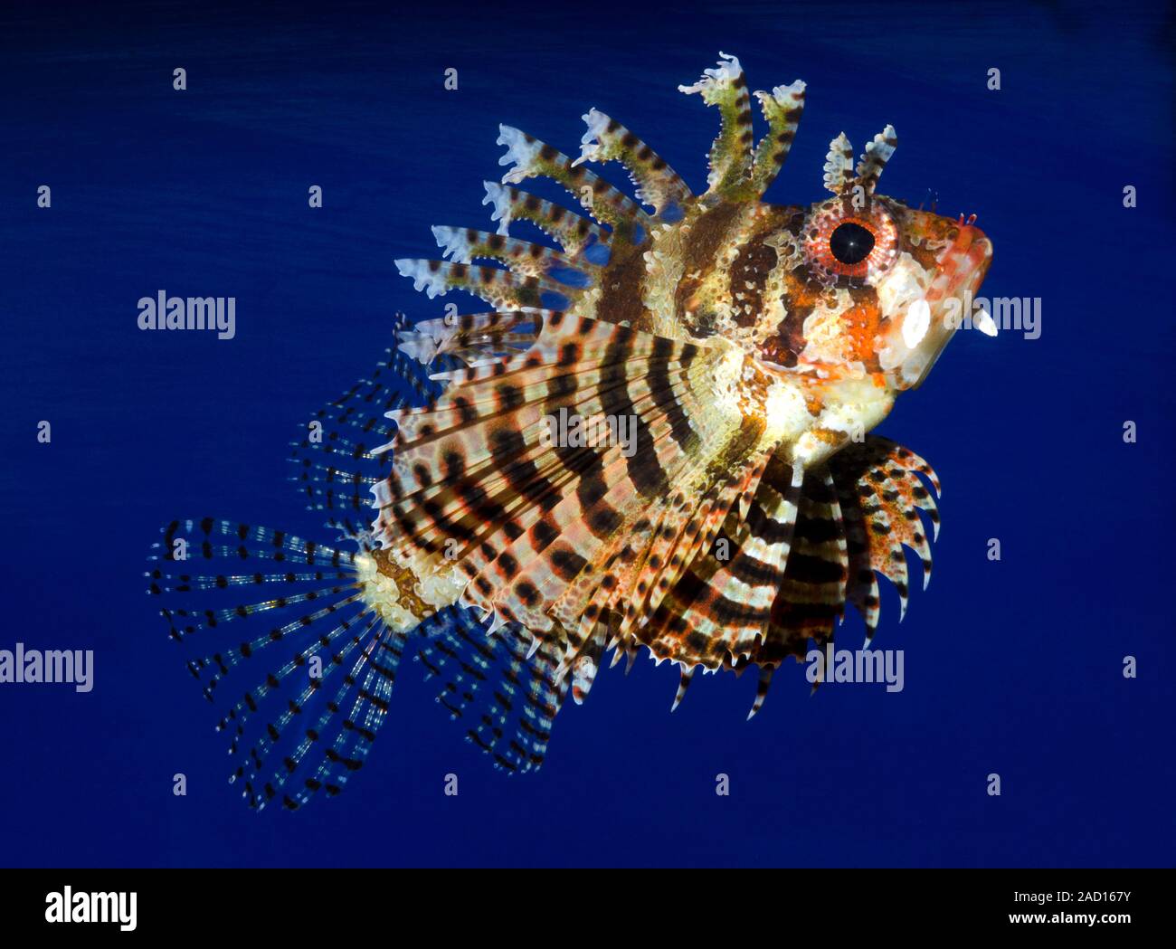 A Fuzzy dwarf lionfish or Shortfin lionfish (Dendrochirus brachypterus ...