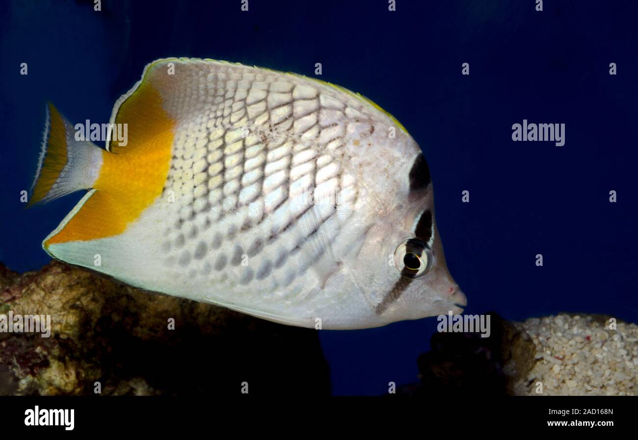 Close-up of a Pearlscale or Yellow-tailed butterflyfish (Chaetodon ...