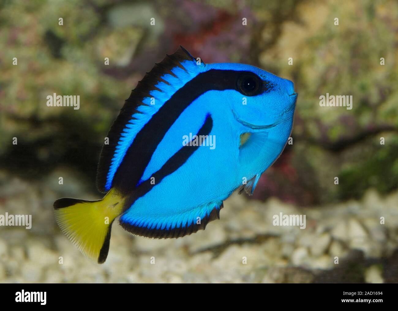 A Pacific blue tang or Palette surgeonfish or Regal tang (Paracanthurus ...