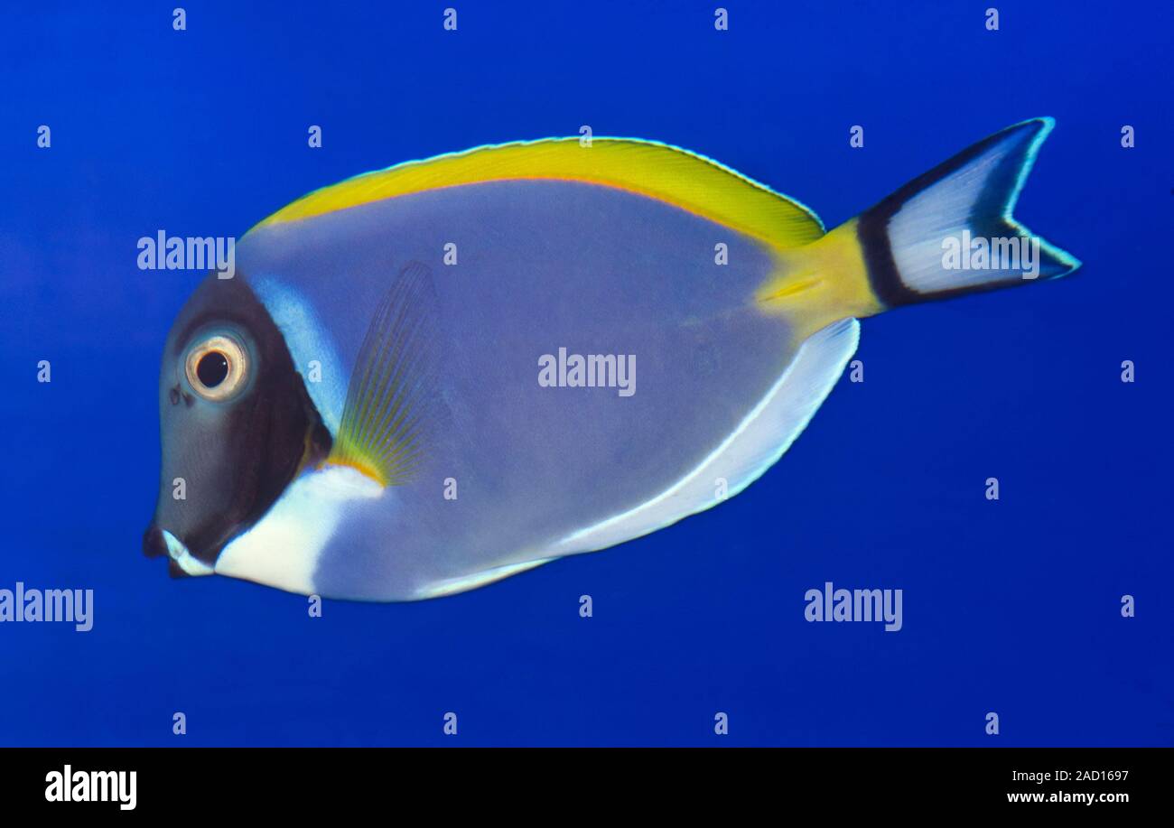A Powder blue tang or Powder blue surgeon (Acanthurus leucosternon ...