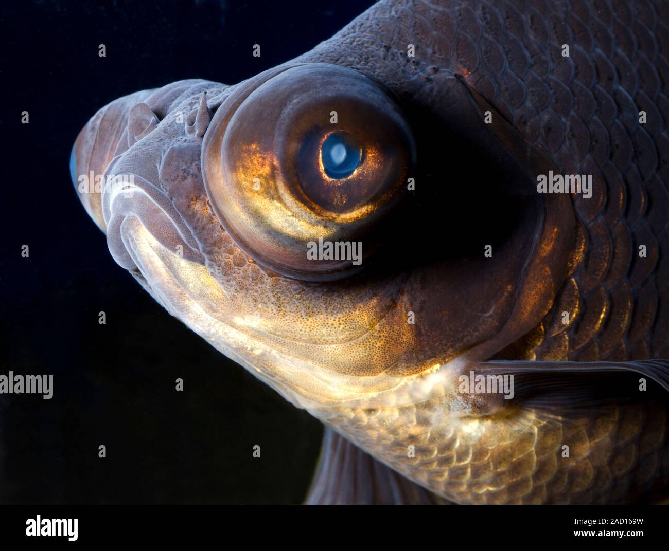 Close-up of the head and face of a Black Moor fish (Carassius auratus ...