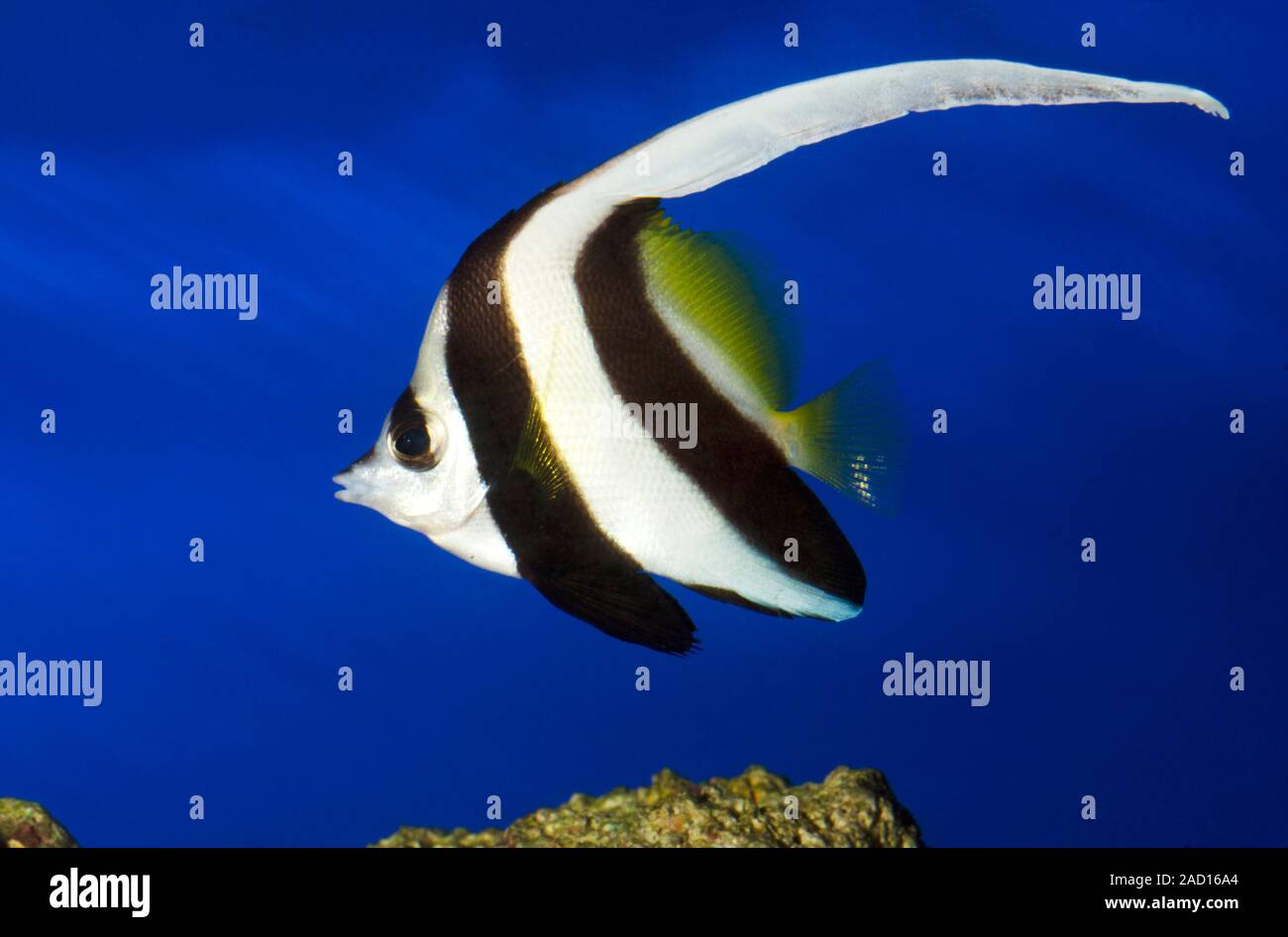 A Black and white Heniochus or Longfin Bannerfish or Wimplefish ...