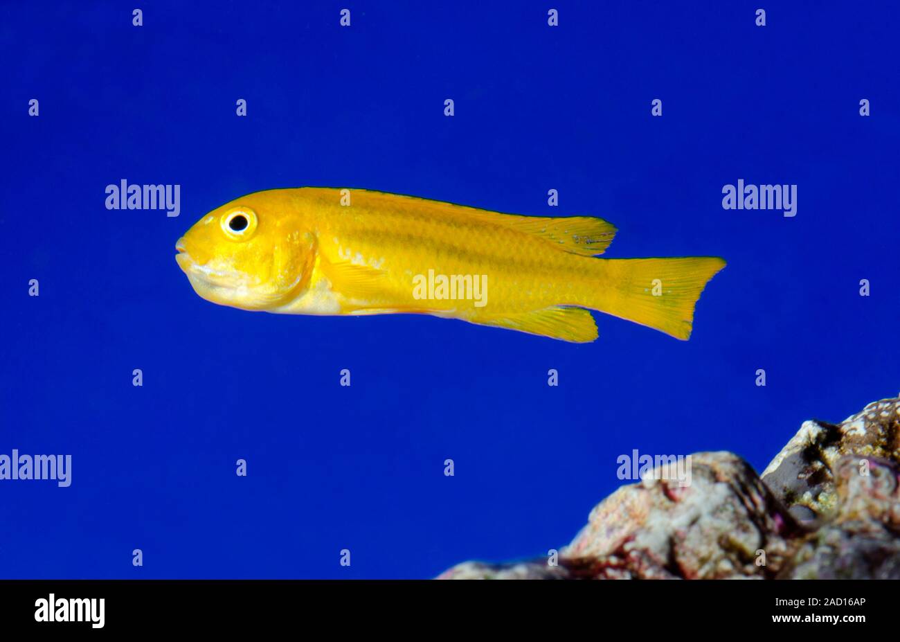 A Yellow clown goby or Okinawa goby (Gobiodon okinawae) swimming in an ...