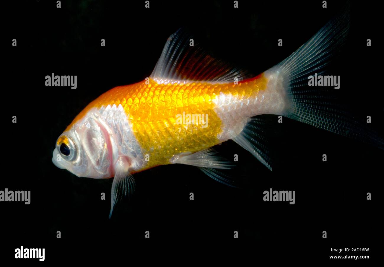 A Comet goldfish (Carassius auratus) swimming in an aquarium at the ...