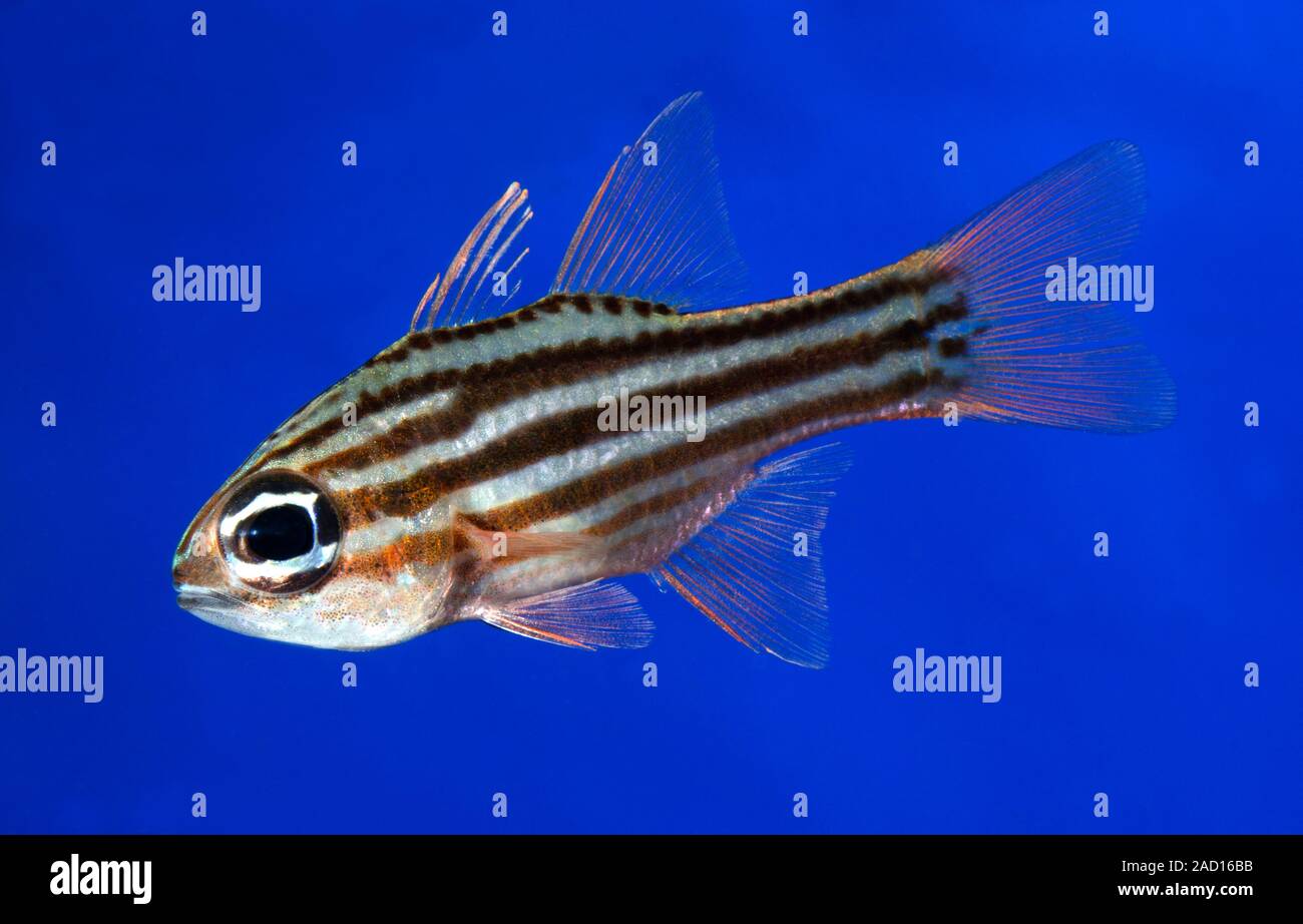 Close-up of an Ochre-striped cardinalfish (Apogon compressus) swimming ...