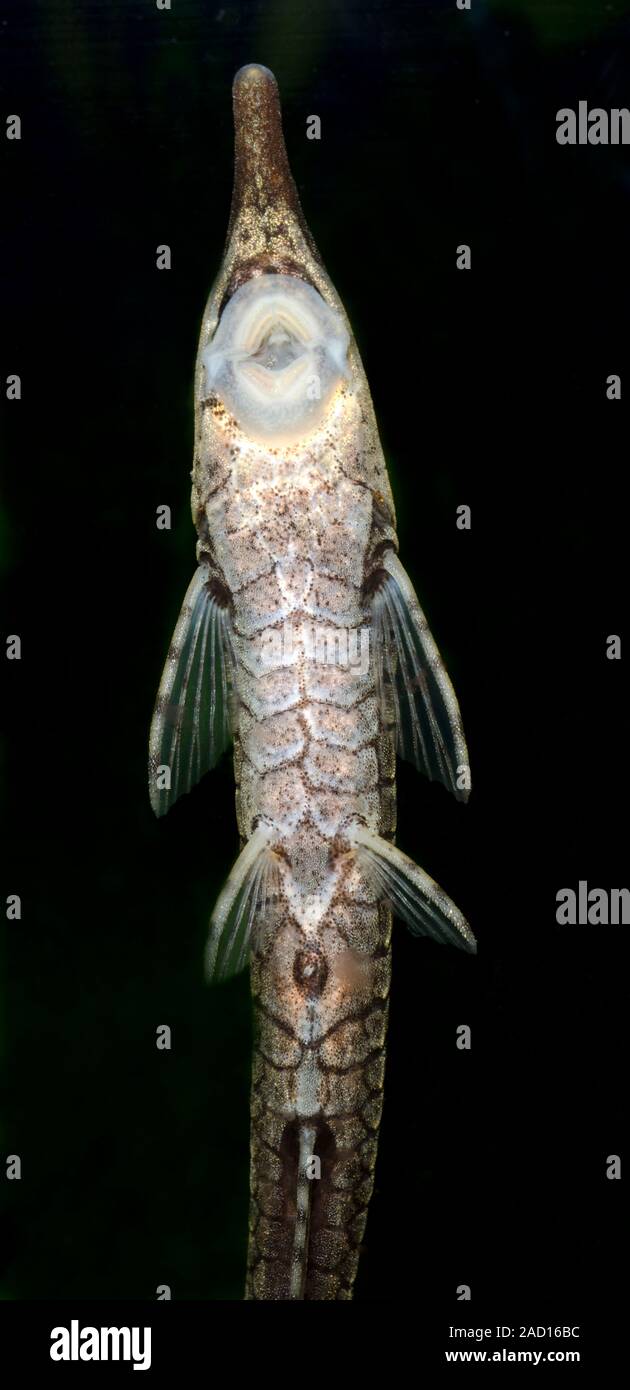 Close-up of the underside of a Twig catfish or Stick catfish ...