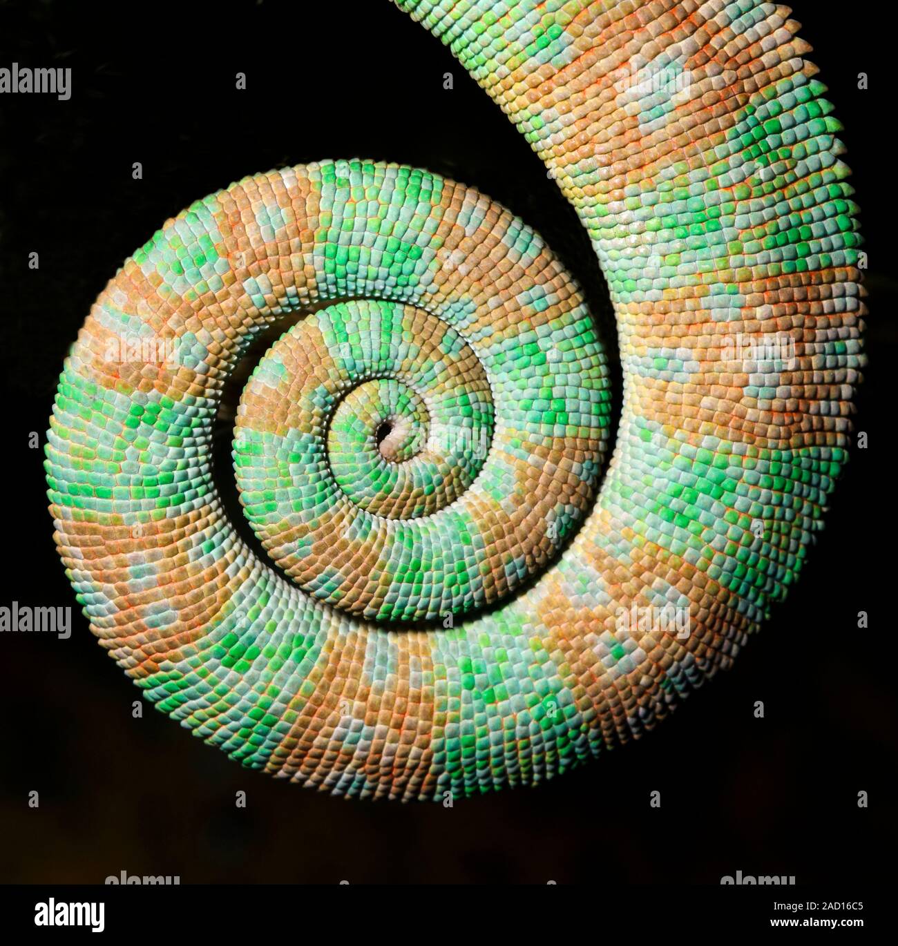 Close-up abstract of the coiled tail of a Yemen or Veiled chameleon ...