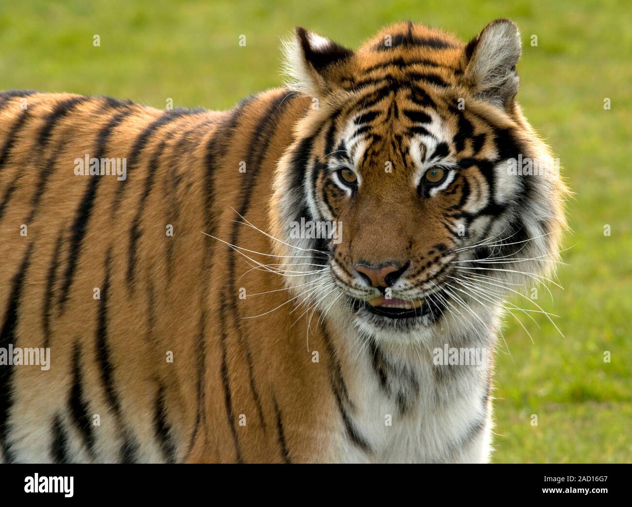 Portrait of a female Bengal tiger (Panthera tigris tigris) showing the ...
