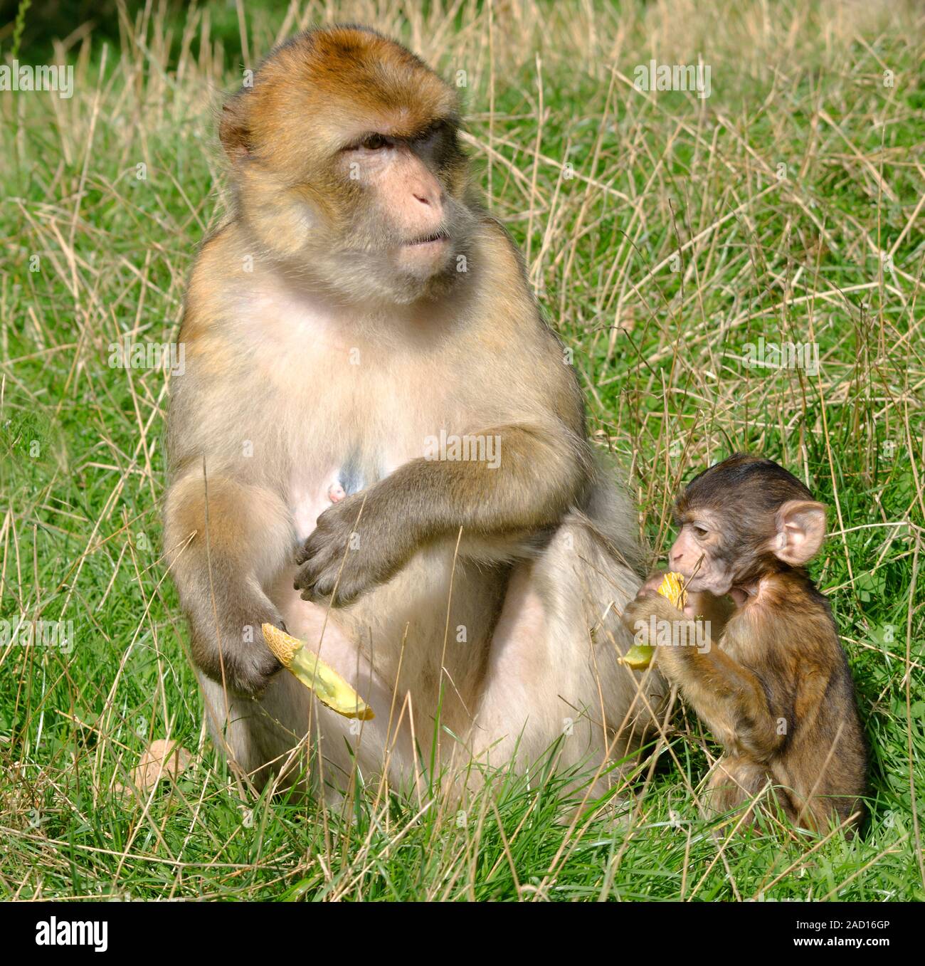 An adult Barbary macaque (Macaca sylvanus) with its baby both eating at the Trentham Monkey ...