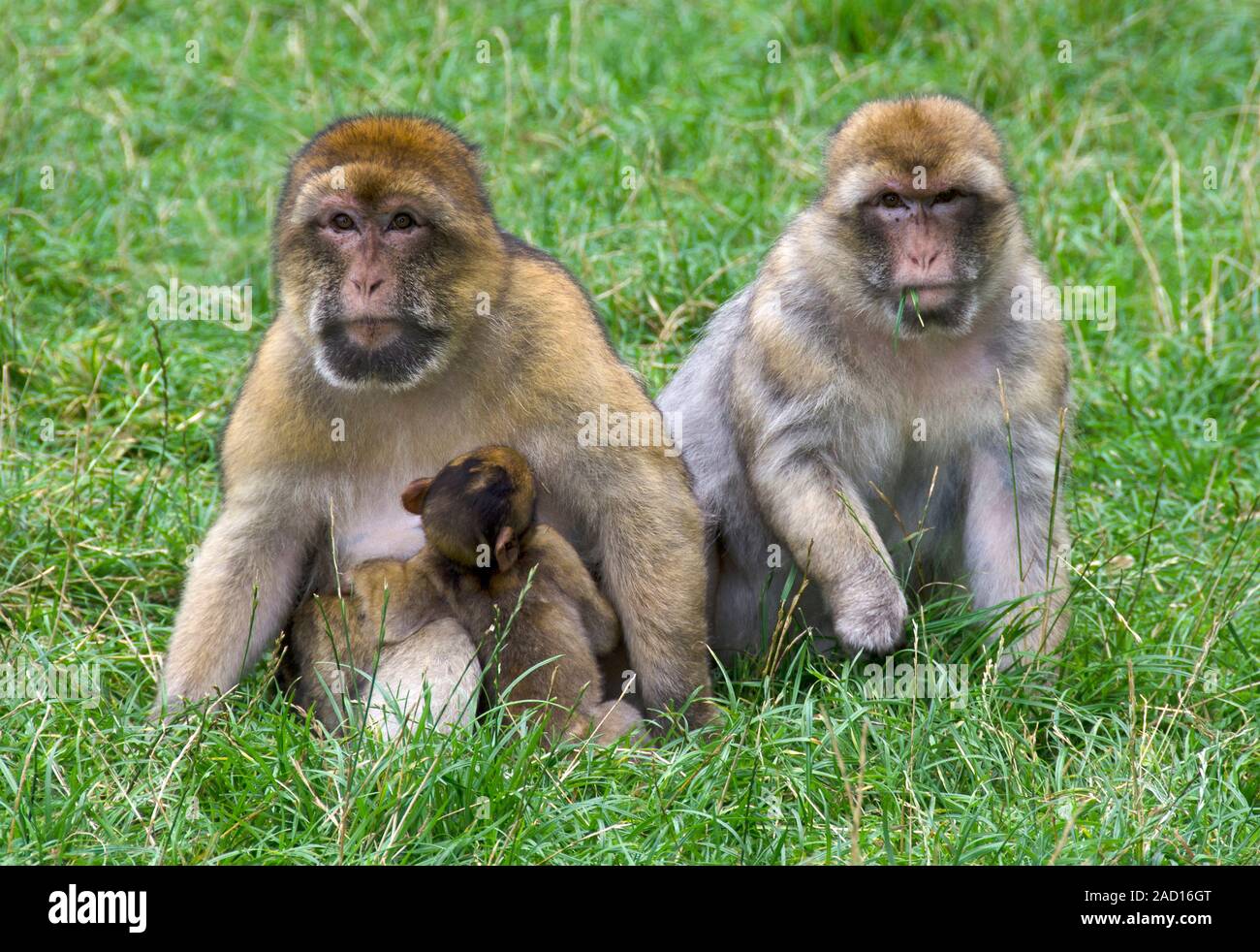Two adult Barbary macaques (Macaca sylvanus) and their baby interacting ...