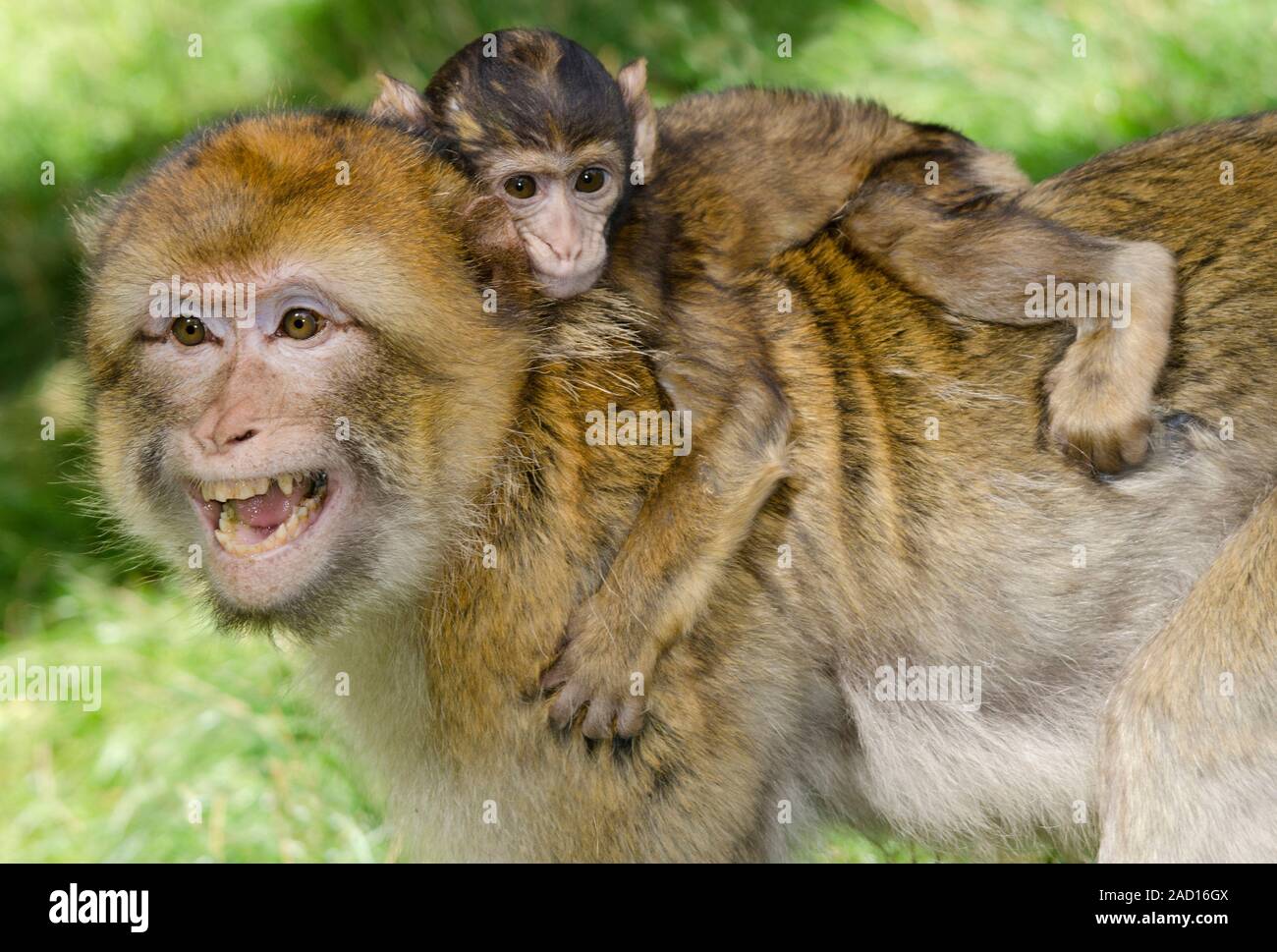 An adult Barbary macaque (Macaca sylvanus) with a baby on its back and ...
