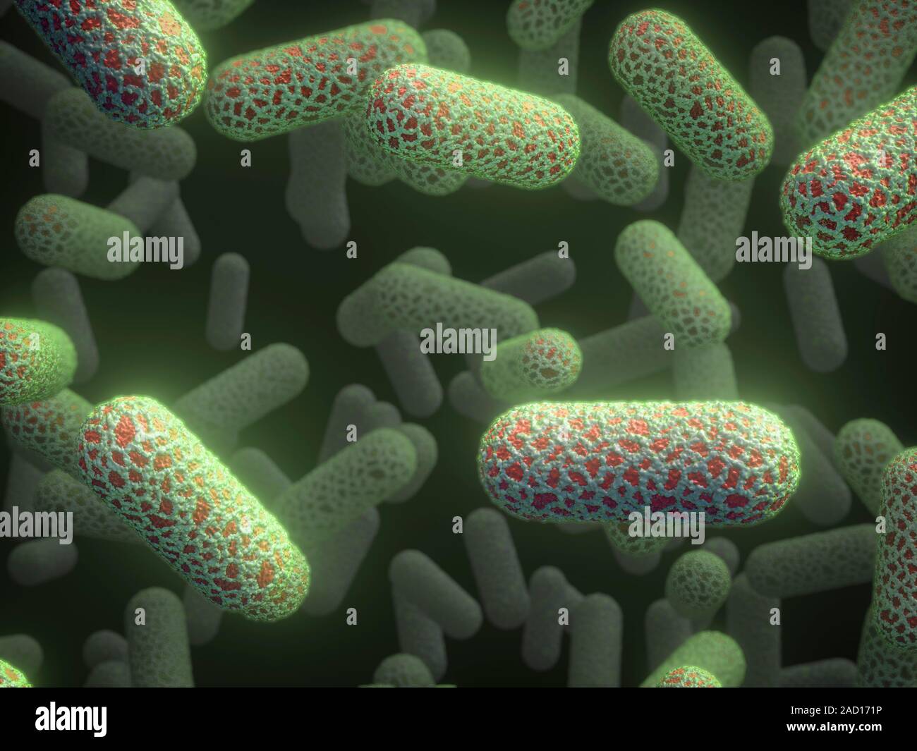 E. coli bacteria. Computer illustration of Escherichia coli bacteria. E ...