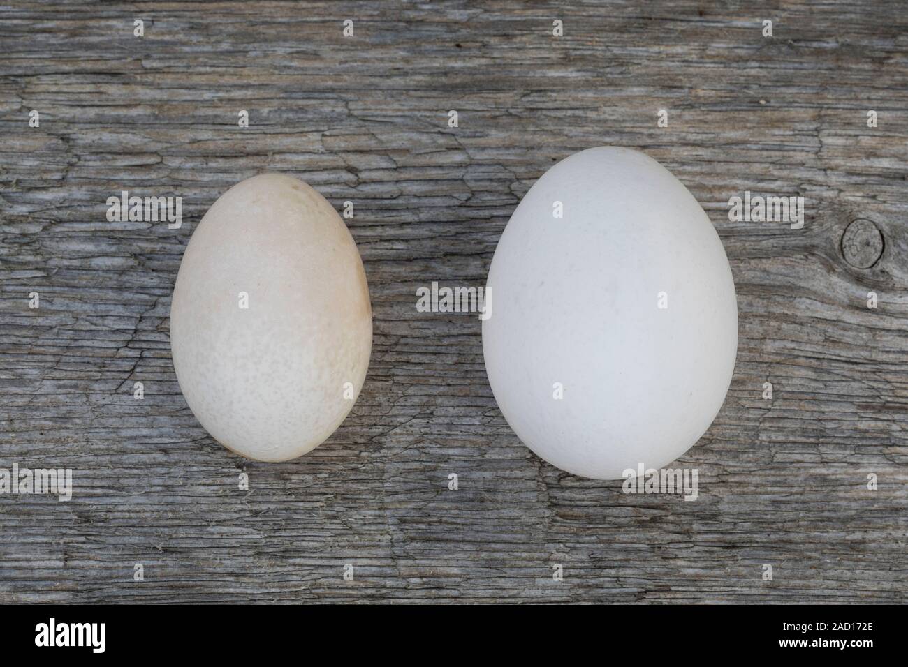 Ei huhnerei hi-res stock photography and images - Alamy