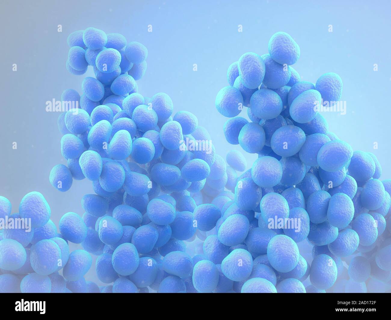 Staphylococcus bacteria. Computer illustration of a group of ...