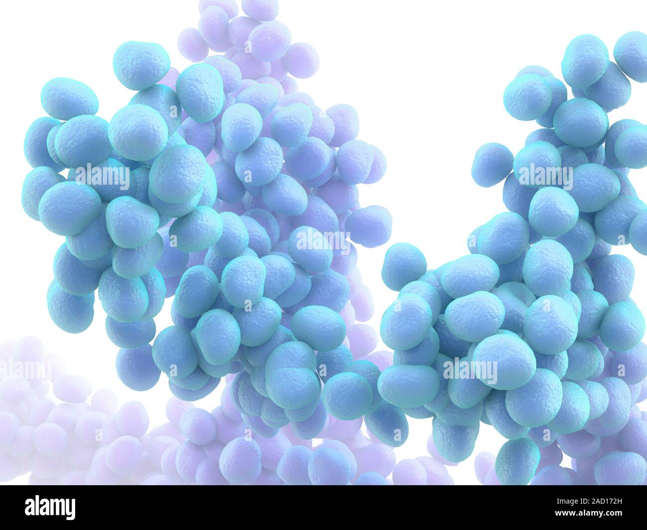 Staphylococcus bacteria. Computer illustration of a group of ...