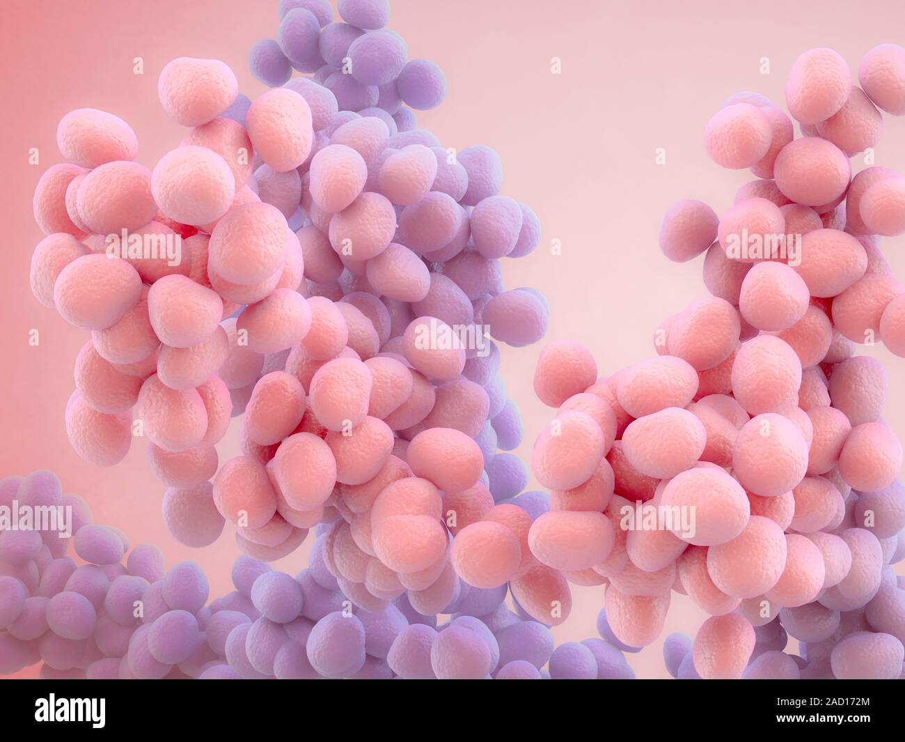 Staphylococcus bacteria. Computer illustration of a group of ...