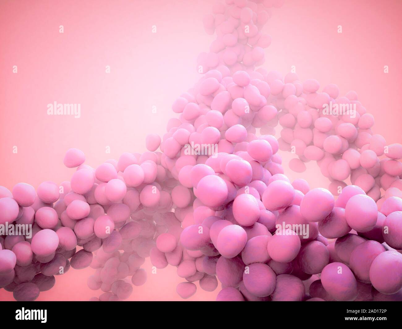 Staphylococcus bacteria. Computer illustration of a group of ...