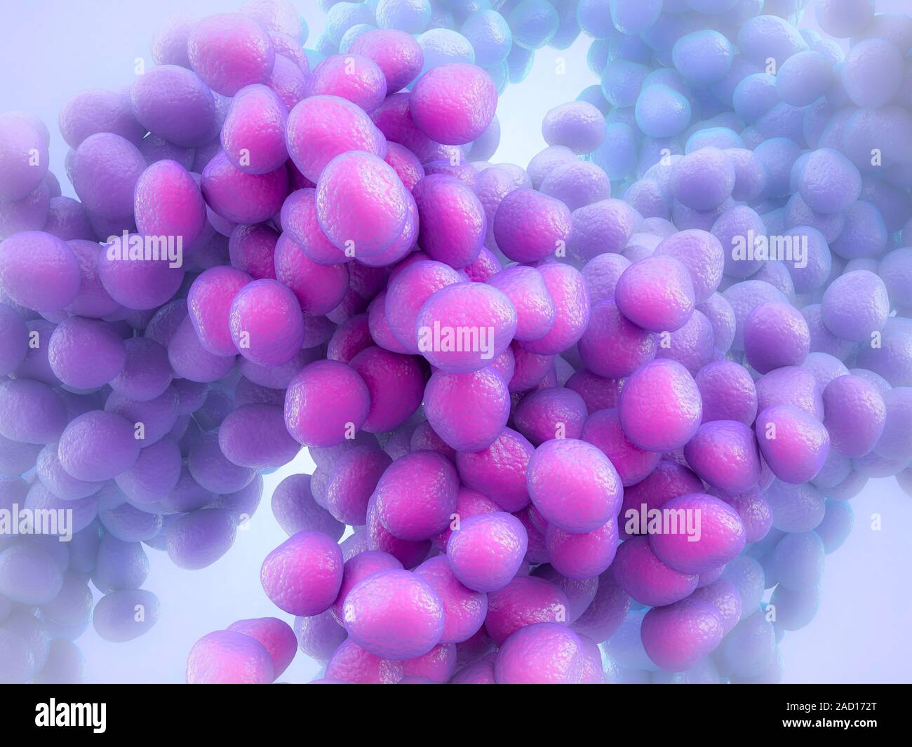 Staphylococcus bacteria. Computer illustration of a group of ...
