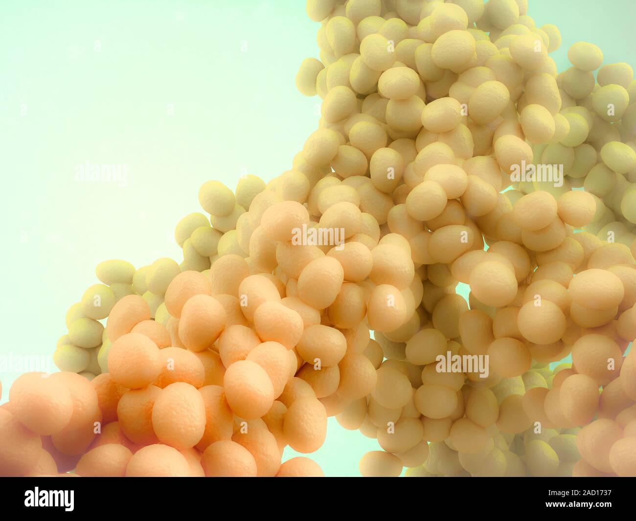 Staphylococcus bacteria. Computer illustration of a group of ...