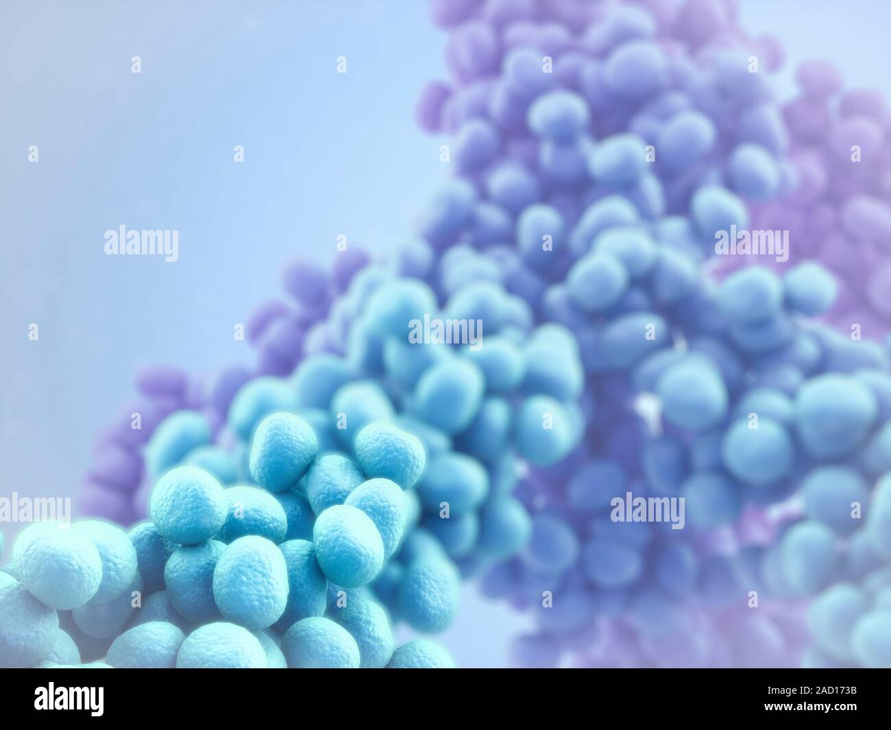 Staphylococcus bacteria. Computer illustration of a group of ...