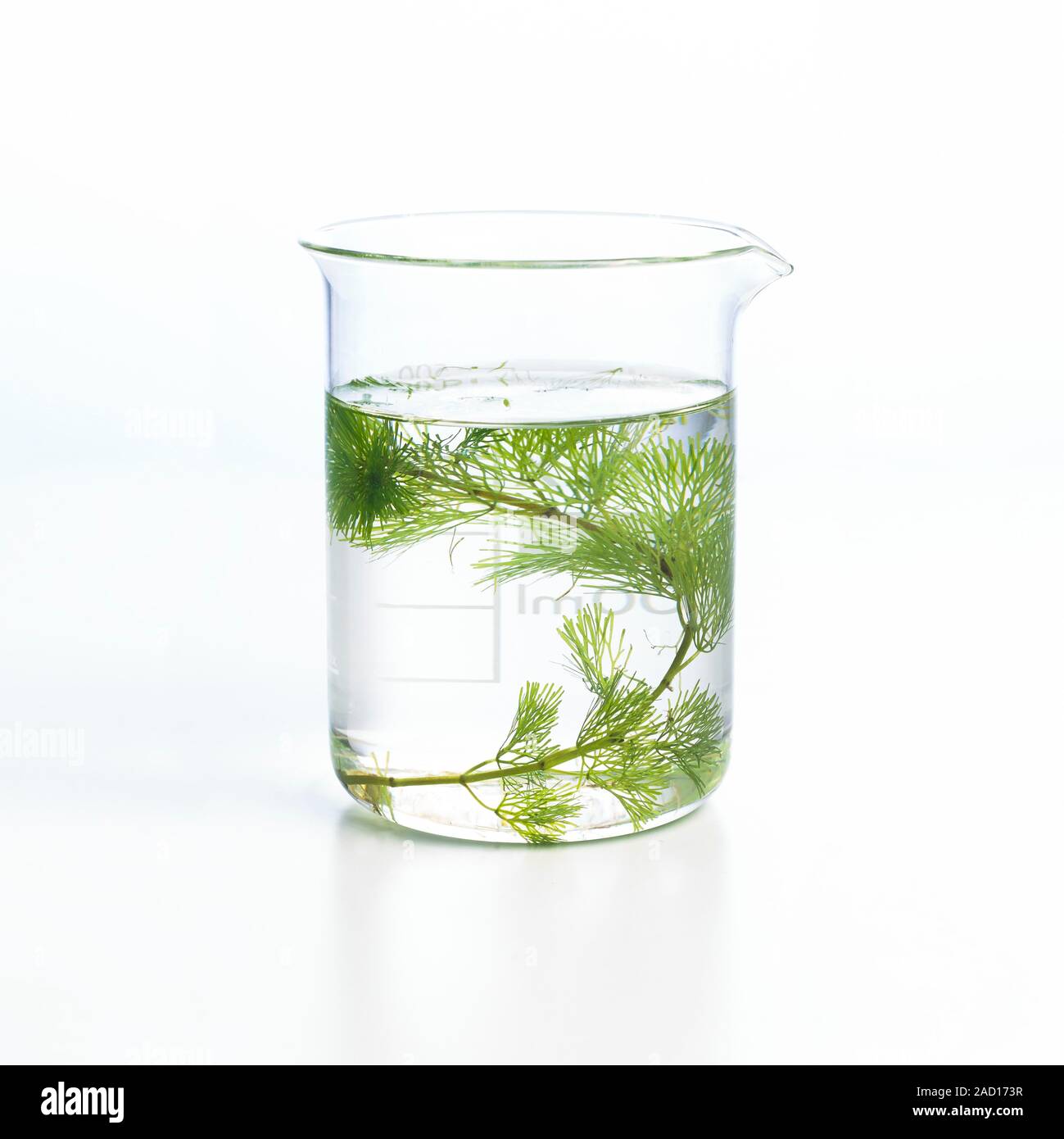 Pondweed (Cabomba sp.) in a beaker of water demonstrating ...