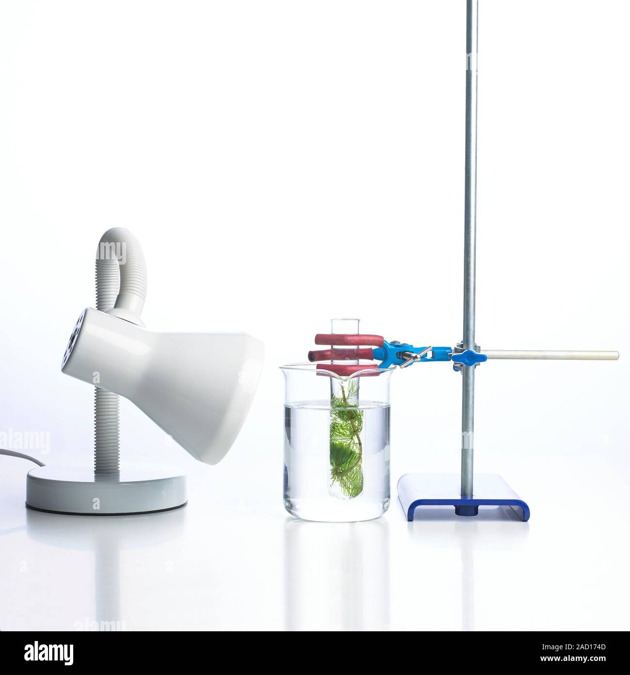 Pondweed (Cabomba sp.) in a beaker of water demonstrating ...