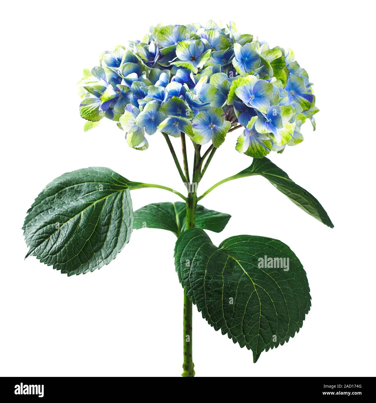 Effect of soil acidity. The flower of a hydrangea (Hydrangea ...