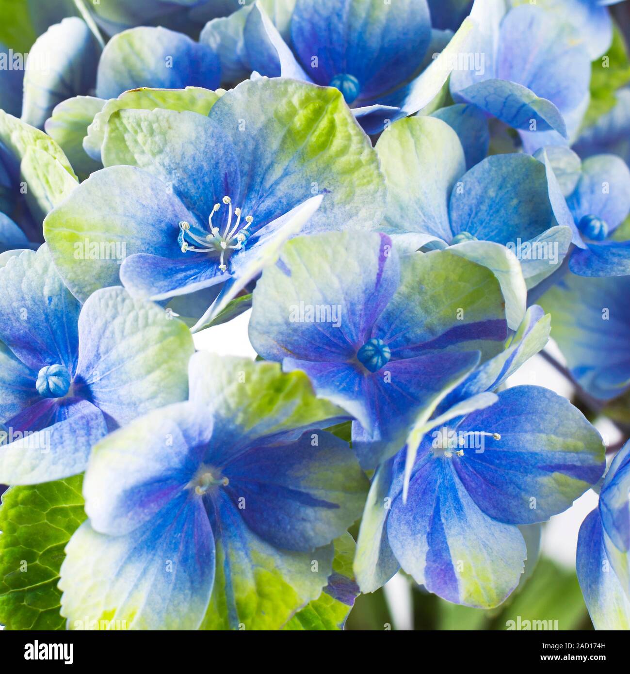 Effect of soil acidity. The flower of a hydrangea (Hydrangea ...