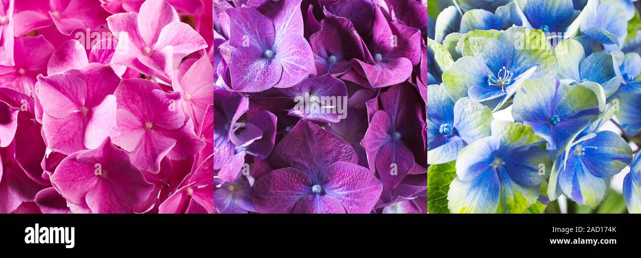 Effect of soil acidity. Flowers of hydrangea plants (Hydrangea ...