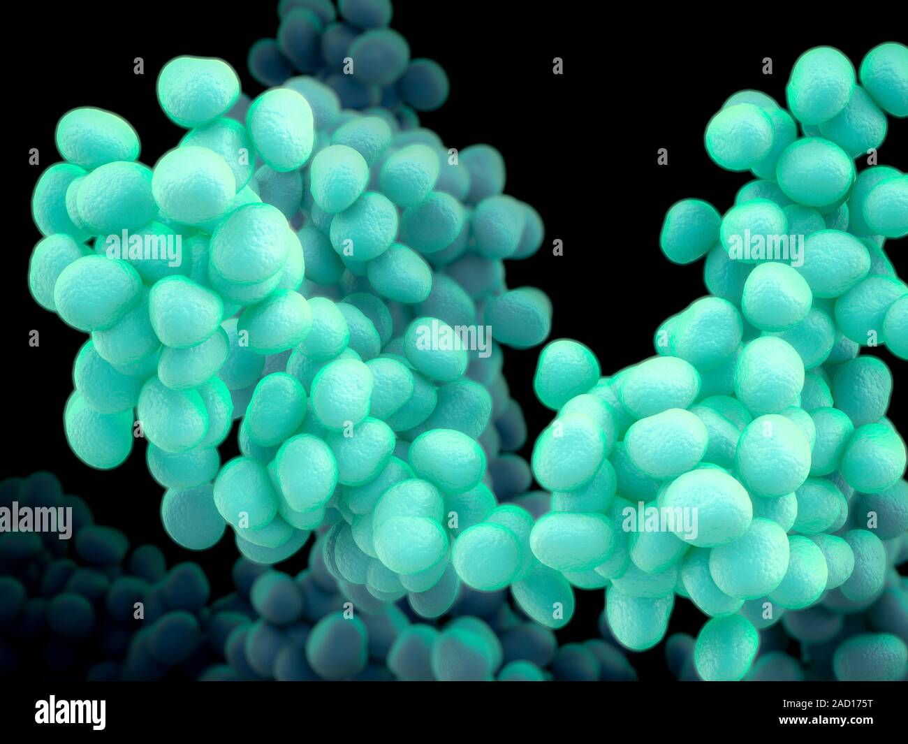 Staphylococcus bacteria. Computer illustration of a group of ...
