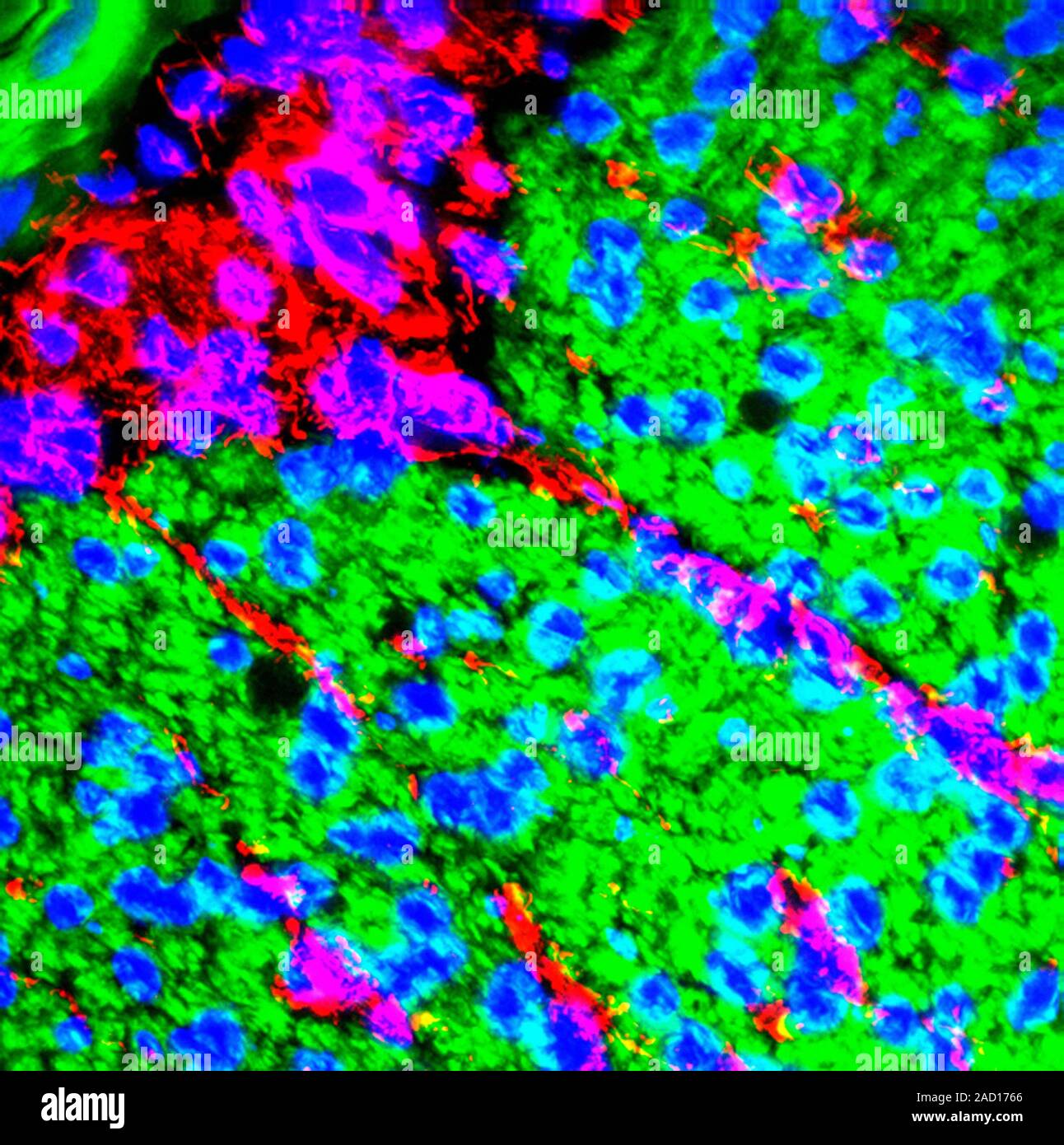 Auerbach's plexus. Fluorescent deconvolution light micrograph of a ...