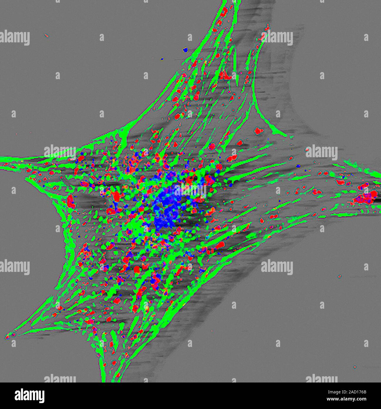 Heart muscle cell. Fluorescent deconvolution light micrograph of a ...