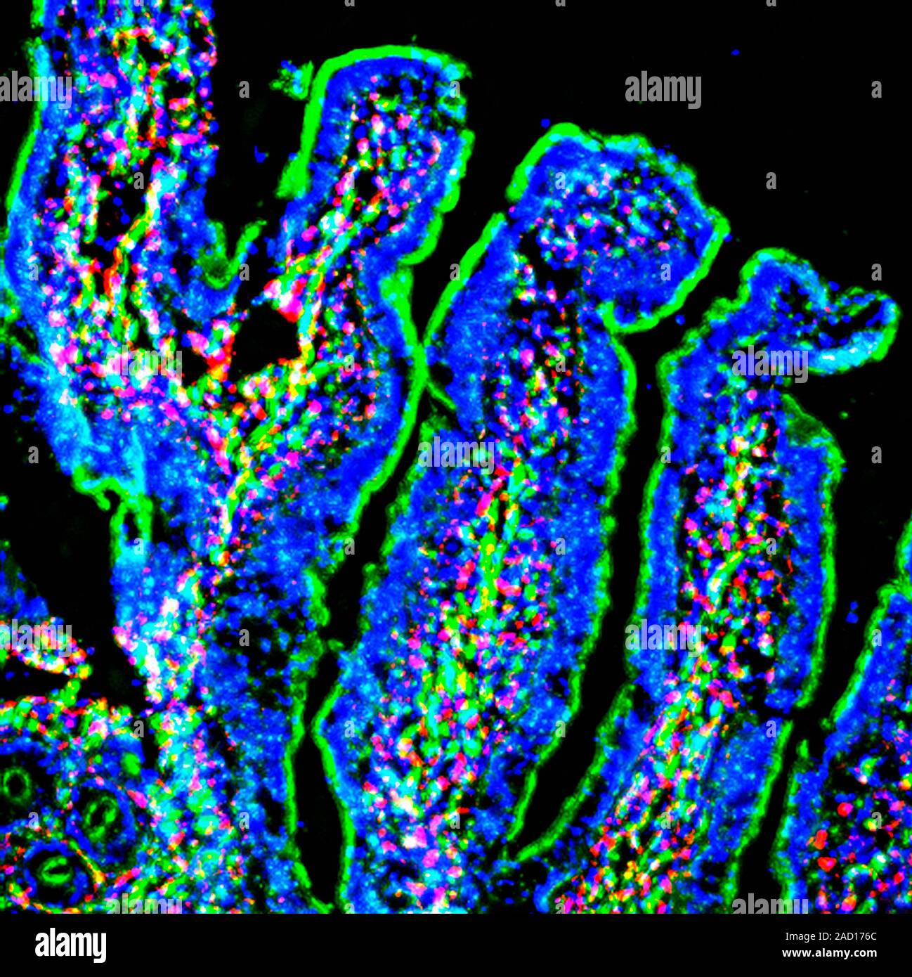 Intestinal villi. Fluorescent deconvolution light micrograph of a ...