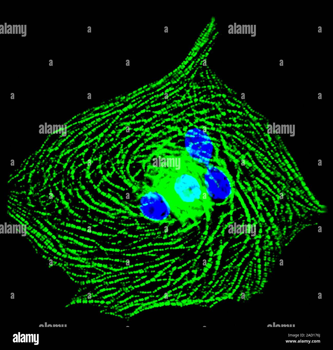 Heart muscle cell. Fluorescent deconvolution light micrograph of a ...