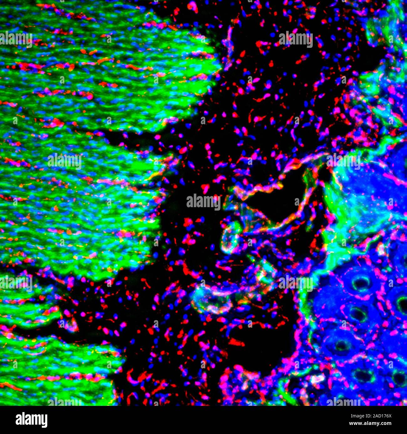 Intestinal wall. Fluorescent deconvolution light micrograph of a ...