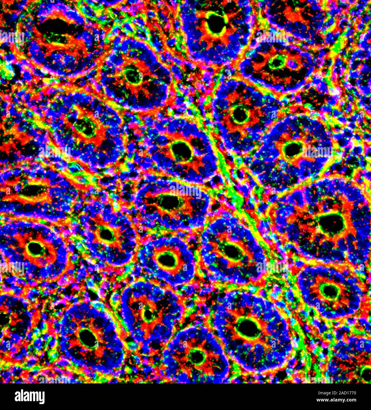 Intestinal villi. Fluorescent deconvolution light micrograph of a ...