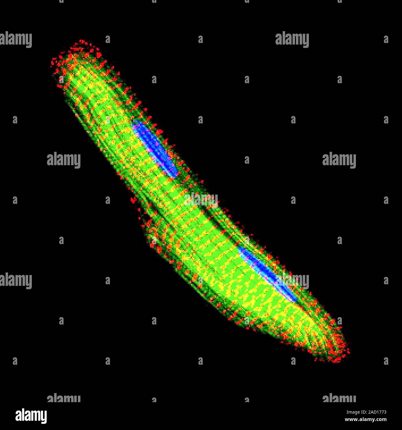 Heart muscle cell. Fluorescent deconvolution light micrograph of a ...
