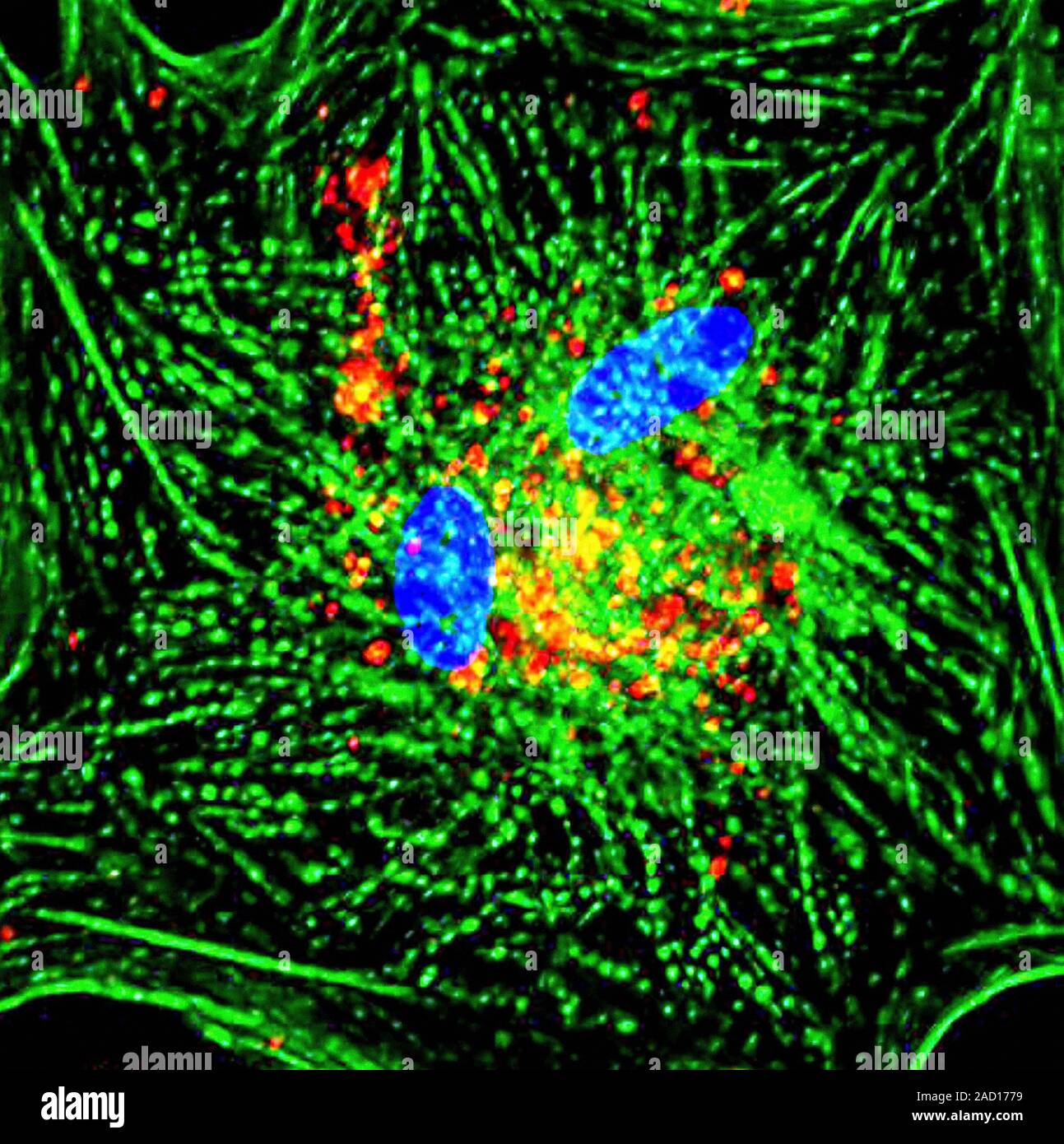 Heart muscle cell. Fluorescent deconvolution light micrograph of a ...