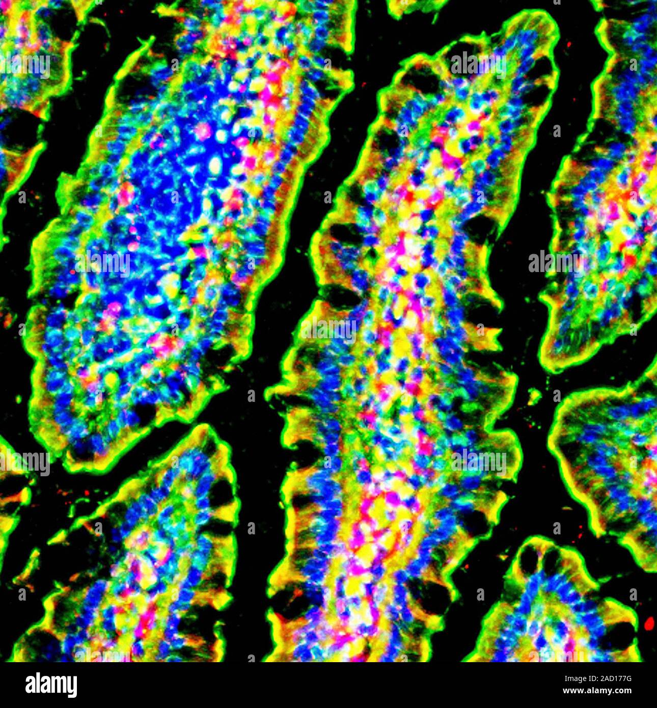 Intestinal goblet cells. Fluorescent deconvolution light micrograph of ...