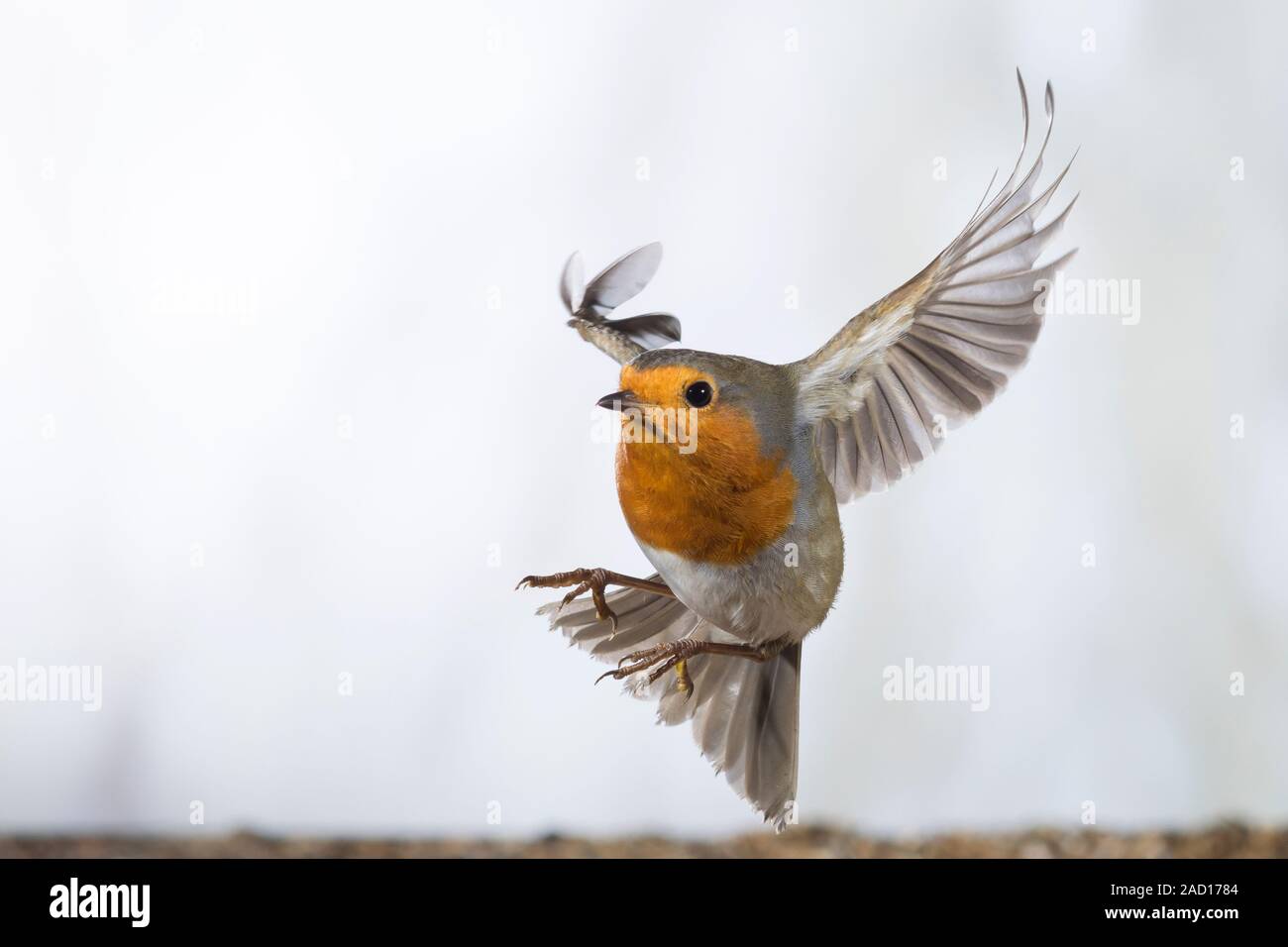 Rotkehlchen, fliegend, Flug, Flugbild, Erithacus rubecula, robin ...