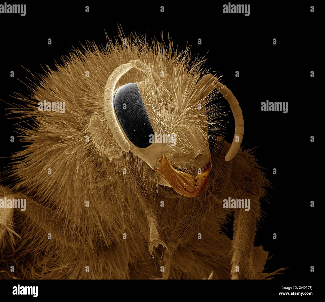 Bumblebee head. Coloured scanning electron micrograph (SEM) of the head ...