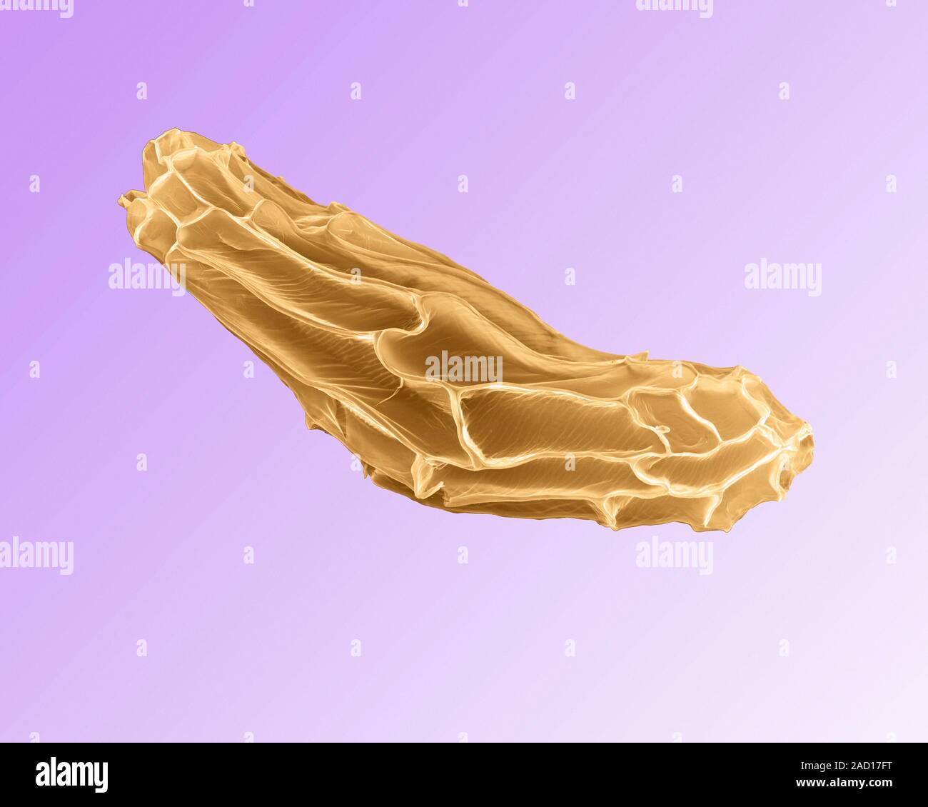 Orchid seed. Scanning electron micrograph (SEM) of a single seed from a ...