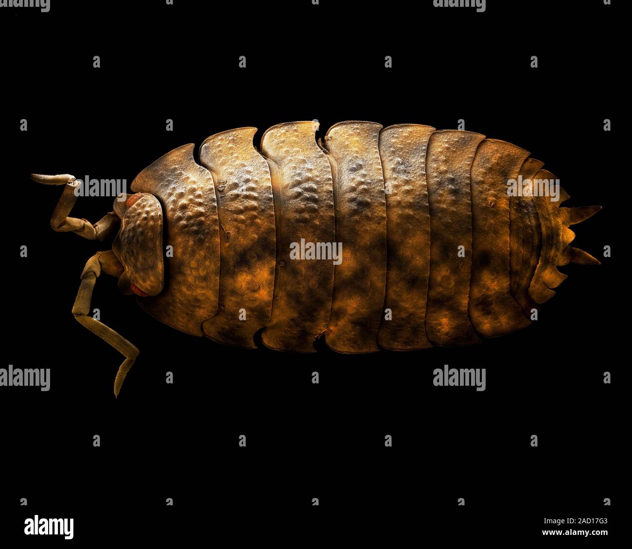 Common rough woodlouse (Porcellio scaber). Coloured scanning electron ...