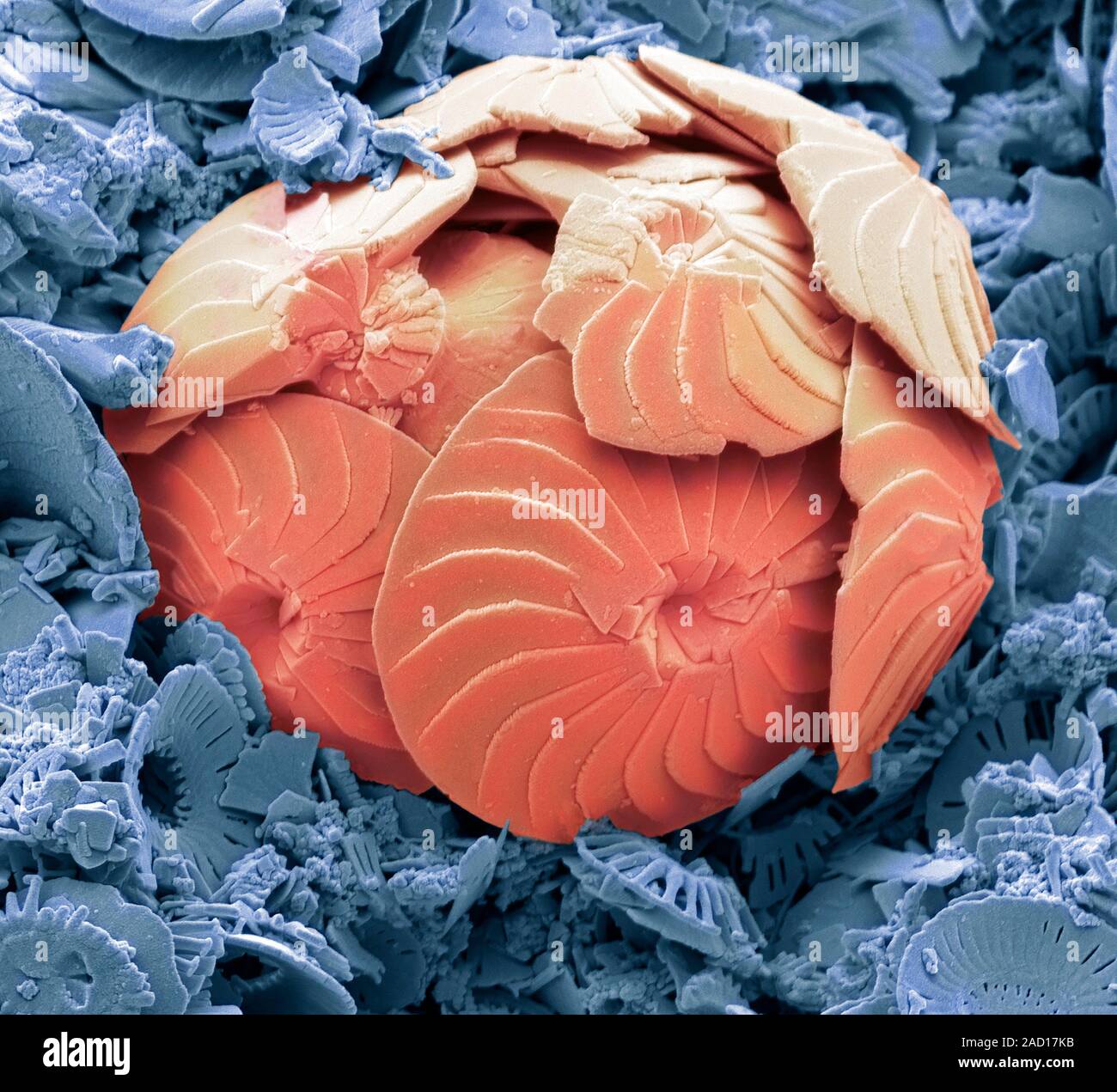 Calcareous phytoplankton fossil. Coloured scanning electron micrograph ...